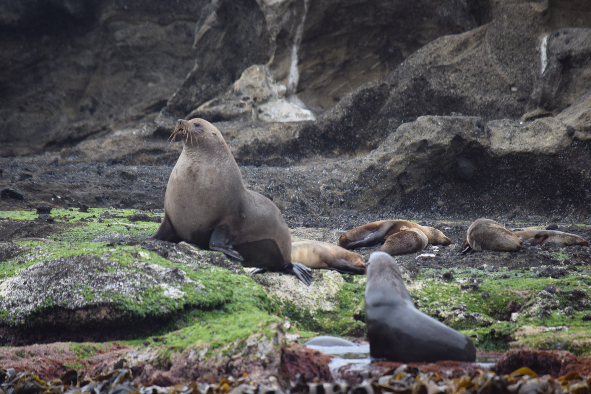 Portland, Victoria. Seal tour to Lawrence Rocks. | Happy Campers Australia